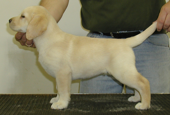 Grandriver Registered Kennels